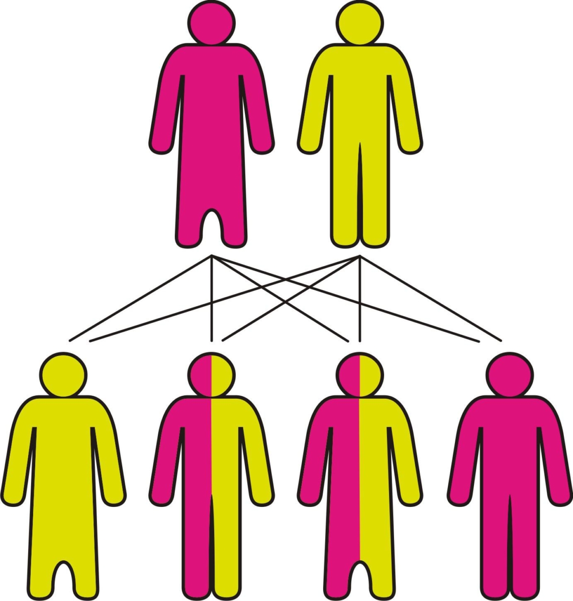 Genes (ilustración) - Banco de imágenes - UMA Divulga