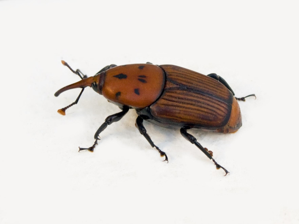 Picudo rojo (Rhynchophorus ferrugineus) - Banco de imágenes - UMA Divulga