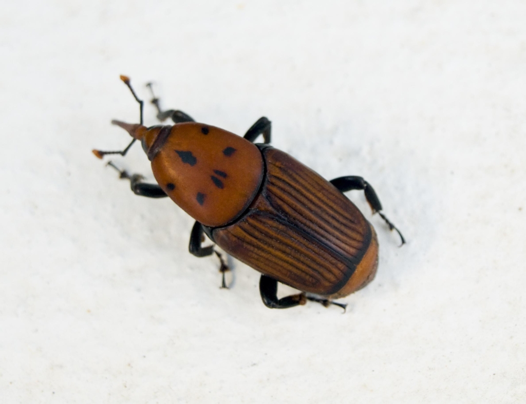 Picudo rojo (Rhynchophorus ferrugineus) - Banco de imágenes - UMA Divulga