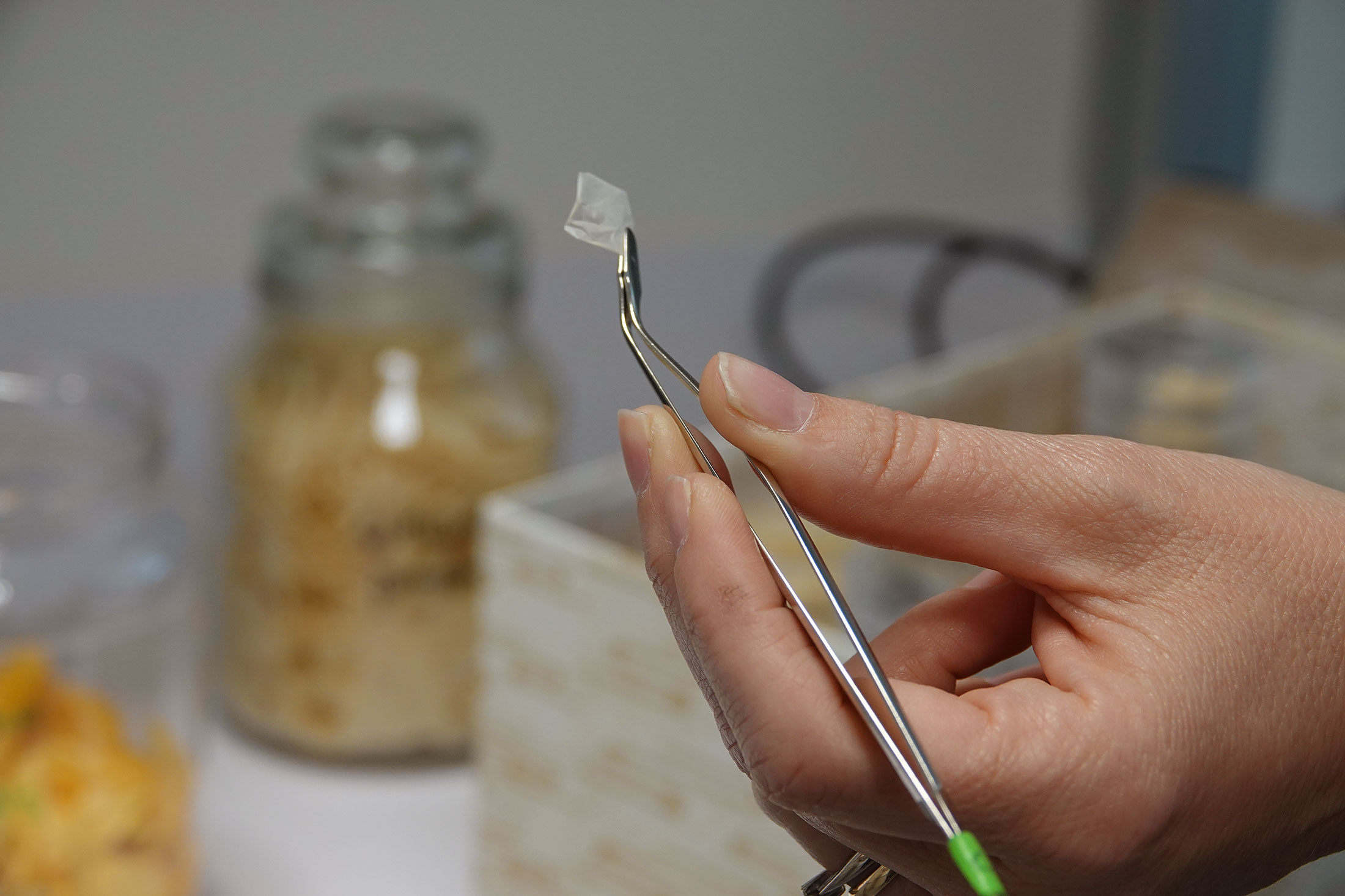 Reconocen la cutícula como primera barrera de protección de las plantas ...